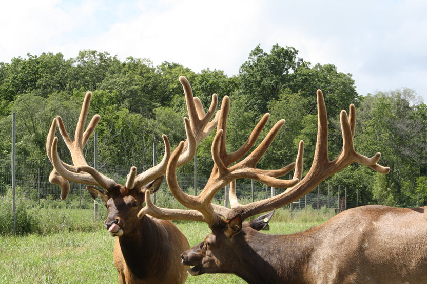 The Herd – Noble Elk Farm